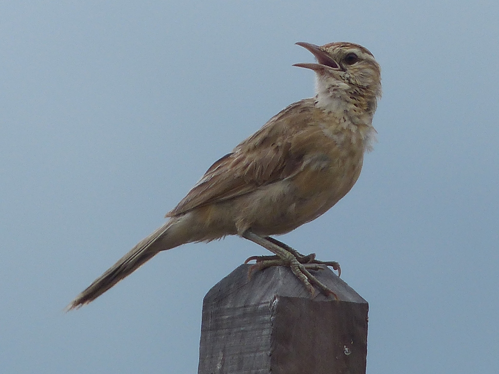 Foto cochicho (Anumbius annumbi) Por Gustavo Gomes | Wiki Aves - A ...