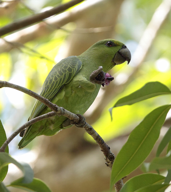 Foto curica-verde (Graydidascalus brachyurus) Por Anselmo d`Affonseca ...
