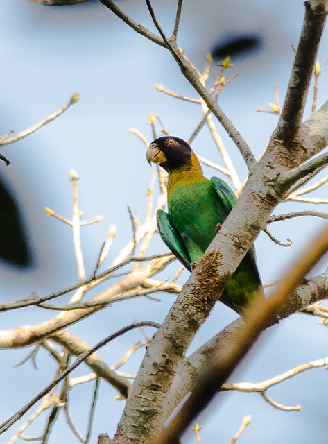 Foto curica-de-chapéu-preto (Pyrilia caica) Por Osmar Slompo | Wiki ...