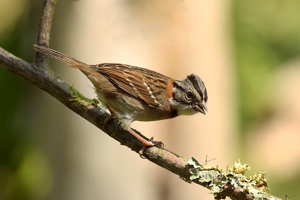 Foto tico-tico (Zonotrichia capensis) Por Leonardo Casadei | Wiki Aves ...