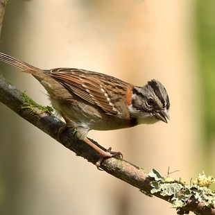 tico-tico (Zonotrichia capensis) | WikiAves - A Enciclopédia das Aves ...