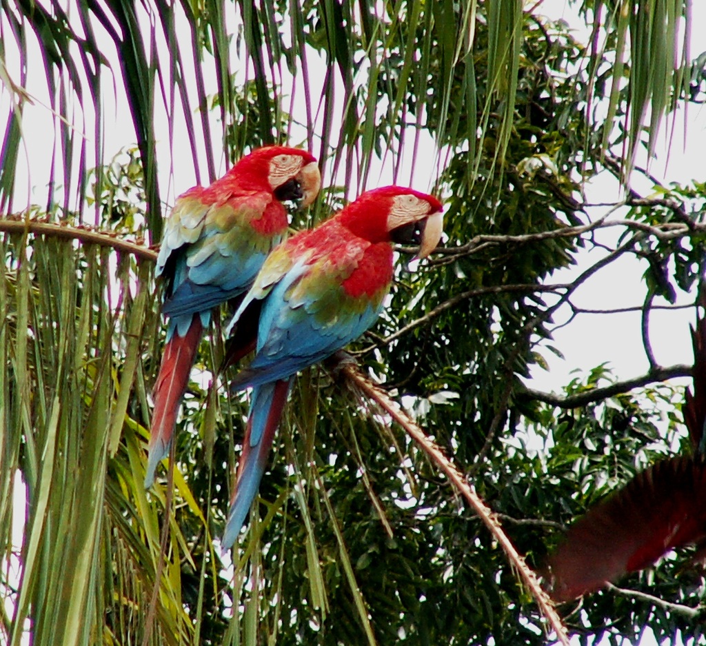 Foto arara-vermelha (Ara chloropterus) Por Tulio Dornas | Wiki Aves - A ...