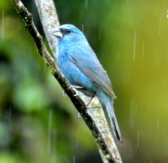 Foto azulinho (Cyanoloxia glaucocaerulea) Por Alberto Jorge Bittencourt ...