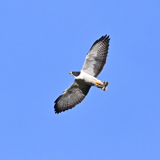Foto gavião-de-cauda-curta (Buteo brachyurus) Por Joao Vale | Wiki Aves ...