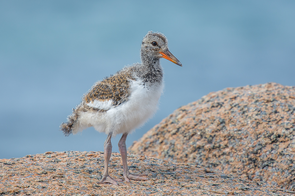 Foto piru-piru (Haematopus palliatus) Por Celso B Almeida | Wiki Aves ...