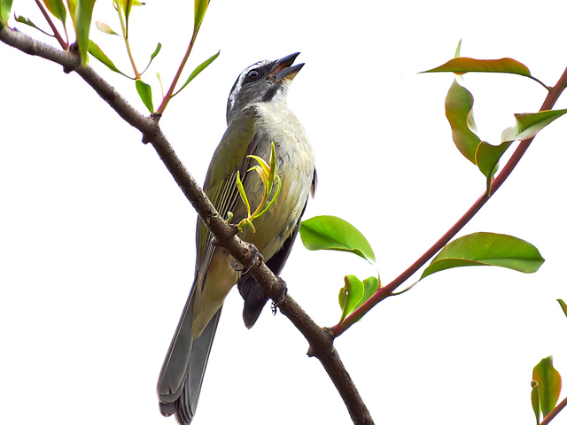 Foto trinca-ferro (Saltator similis) Por Hinaldson Machado | Wiki Aves ...