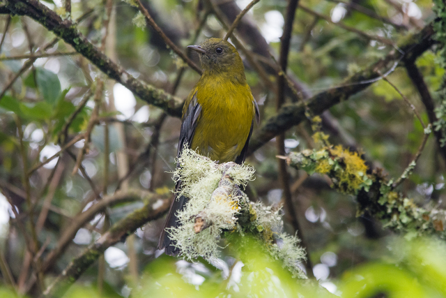 Foto saudade-de-asa-cinza (Lipaugus conditus) Por Igor Camacho | Wiki ...
