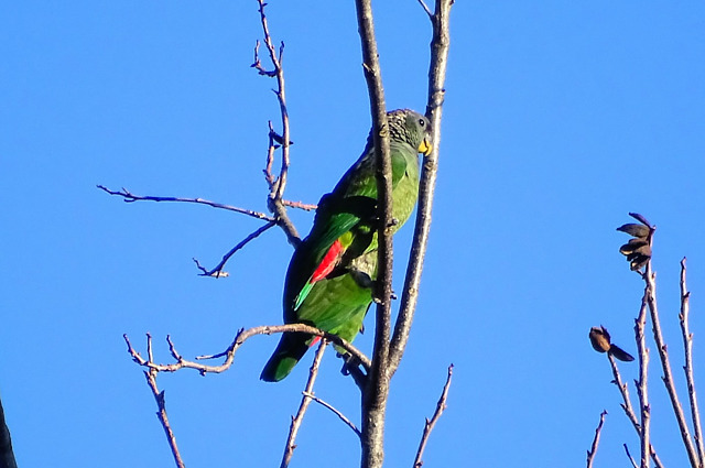 Foto maitaca-verde (Pionus maximiliani) Por Charles Venturin | Wiki ...