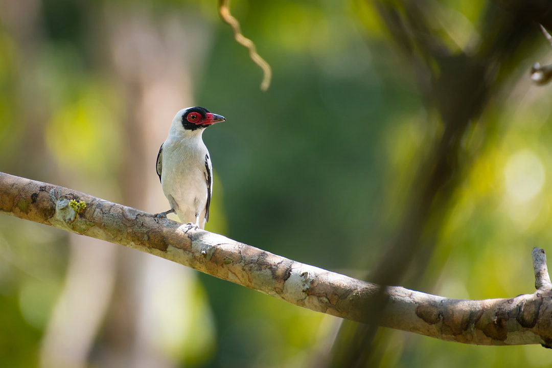 Foto anambé-branco-de-máscara-negra (Tityra semifasciata) Por Priscilla ...