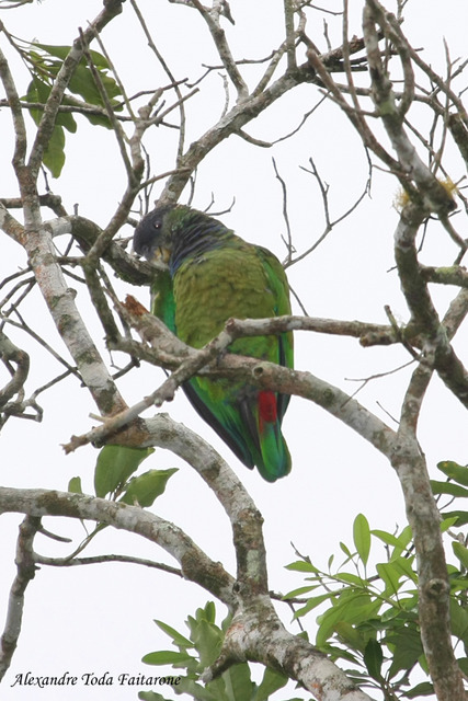 Foto maitaca-verde (Pionus maximiliani) Por Alexandre Toda Faitarone ...