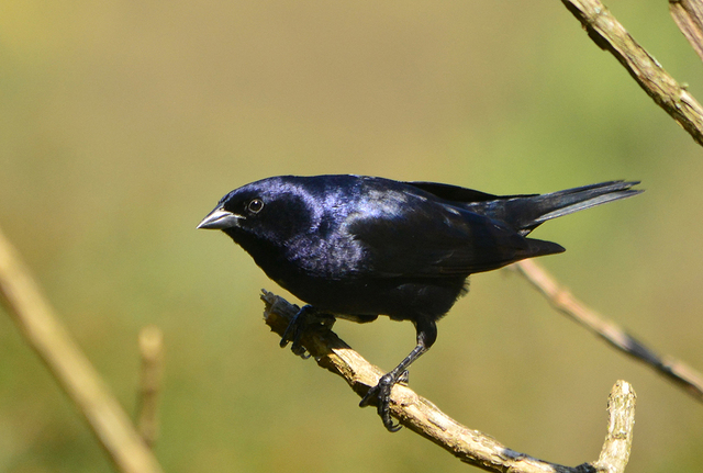 Foto chupim (Molothrus bonariensis) Por Maria Jucá | Wiki Aves - A ...