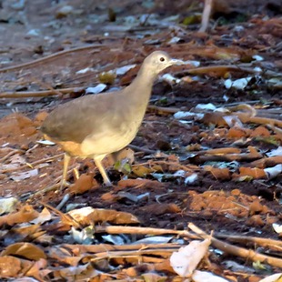 tururim (Crypturellus soui) | WikiAves - A Enciclopédia das Aves do Brasil