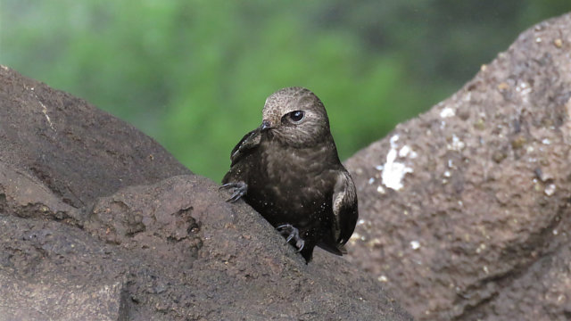 Foto taperuçu-velho (Cypseloides senex) Por Zigmar Riedtmann | Wiki ...