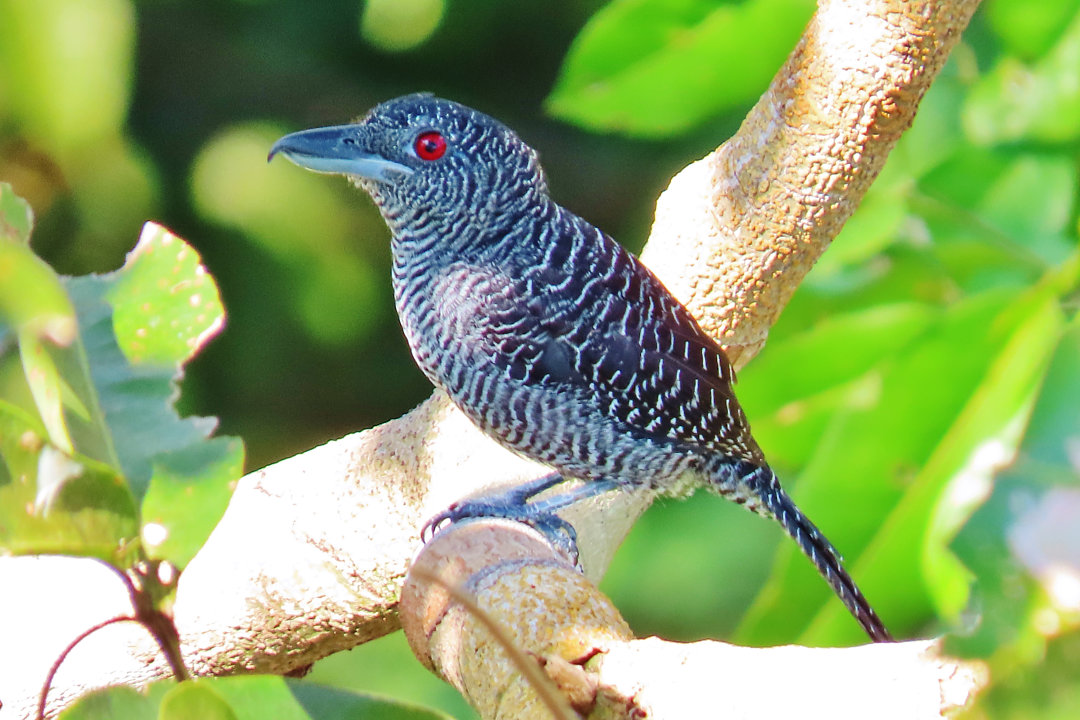 Foto papa-formiga-barrado (Cymbilaimus lineatus) Por Mônica de Brito ...