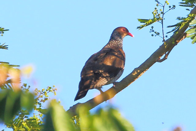 Foto pomba-trocal (Patagioenas speciosa) Por Luis Ricardo Baricati ...