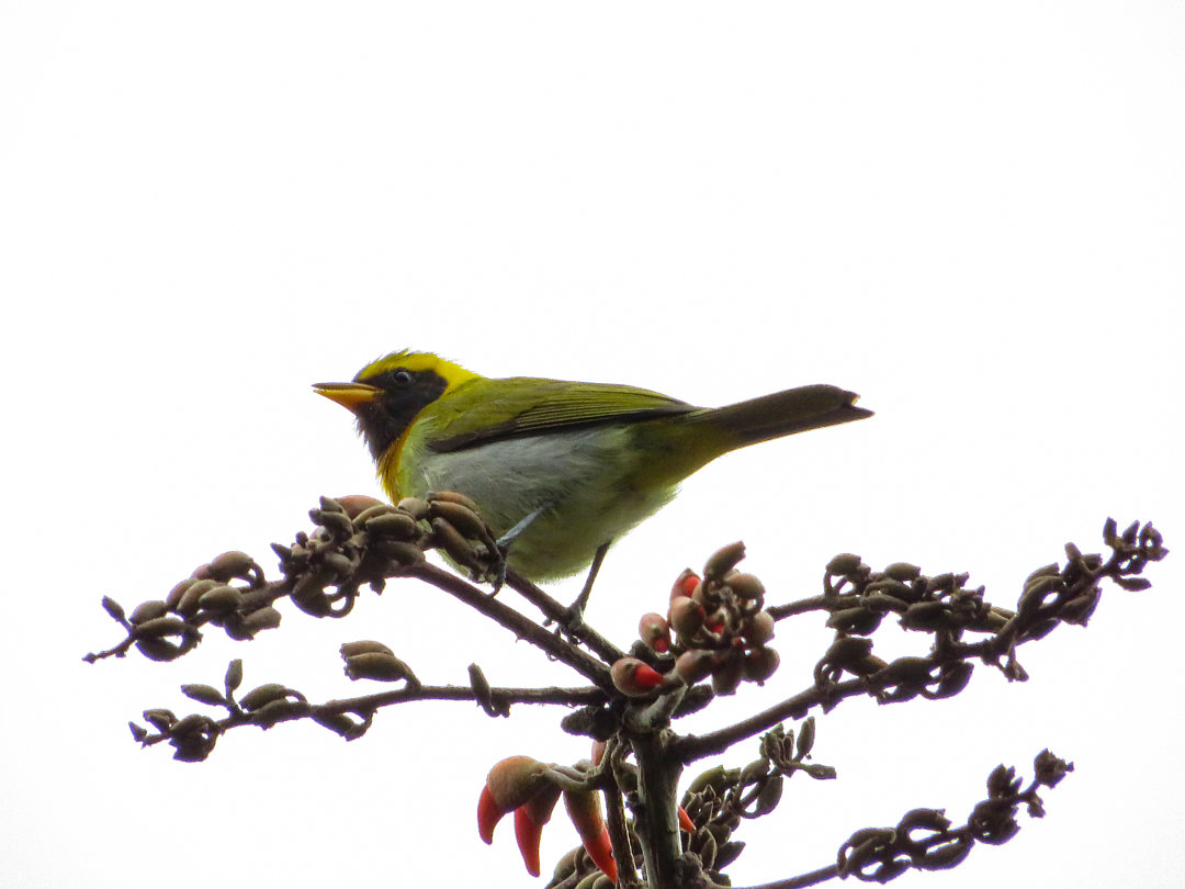 Foto saíra-de-papo-preto (Hemithraupis guira) Por Cauã Menezes | Wiki ...