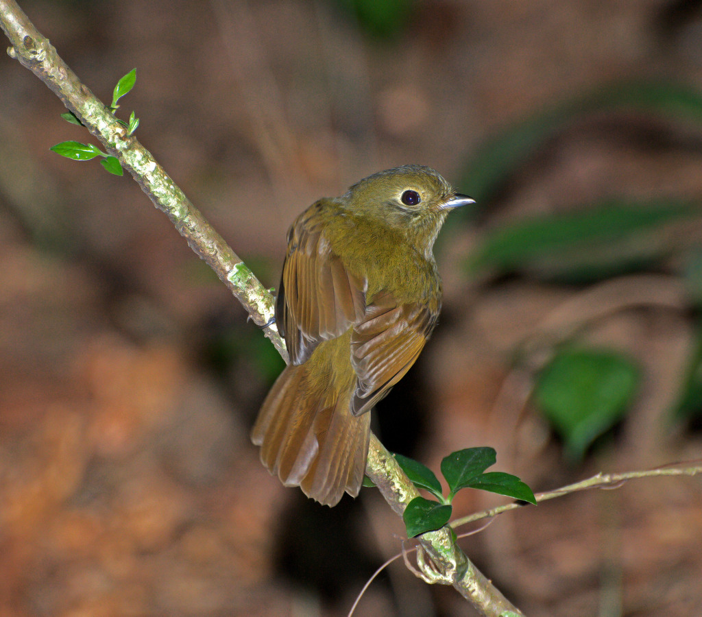 Foto flautim (Schiffornis virescens) Por Dario Sanches | Wiki Aves - A ...