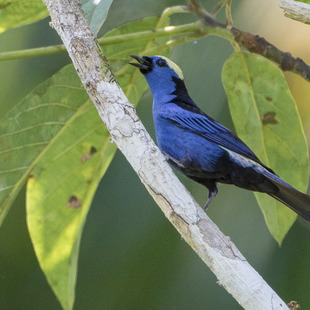 saíra-opala (Tangara callophrys) | WikiAves - A Enciclopédia das Aves ...