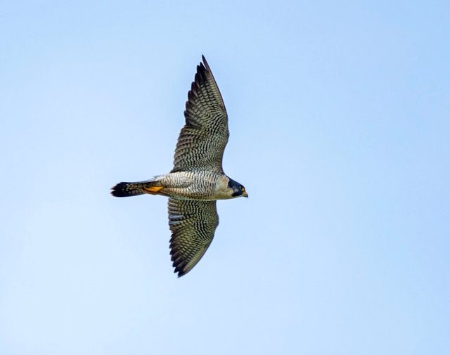 Foto falcão-peregrino (Falco peregrinus) Por Fernando Zurdo | Wiki Aves ...