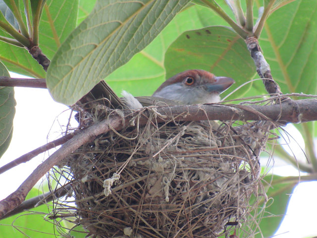Foto pitiguari (Cyclarhis gujanensis) Por Isabella Farias | Wiki Aves ...