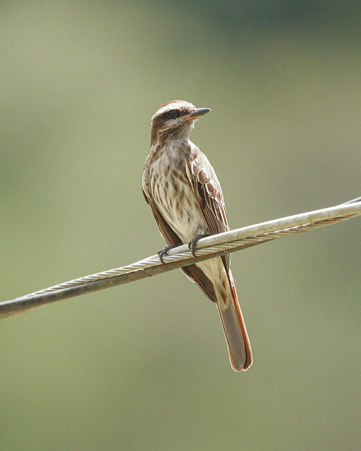 Foto peitica (Empidonomus varius) Por Sergio ReOli | Wiki Aves - A ...