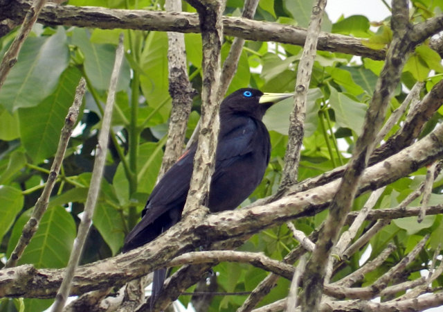 Foto guaxe (Cacicus haemorrhous) Por Jacques Passamani | Wiki Aves - A ...