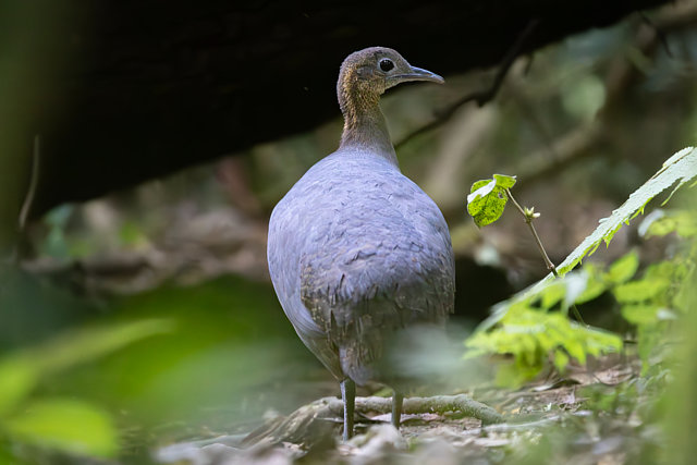Foto macuco (Tinamus solitarius) Por André Camargo | Wiki Aves - A ...