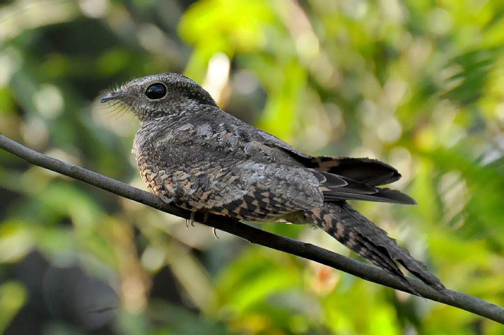 Foto acurana (Hydropsalis climacocerca) Por Cláudio Dias Timm | Wiki ...