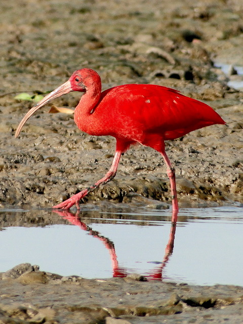 Foto guará (Eudocimus ruber) Por Arnaldo Bruno | Wiki Aves - A ...