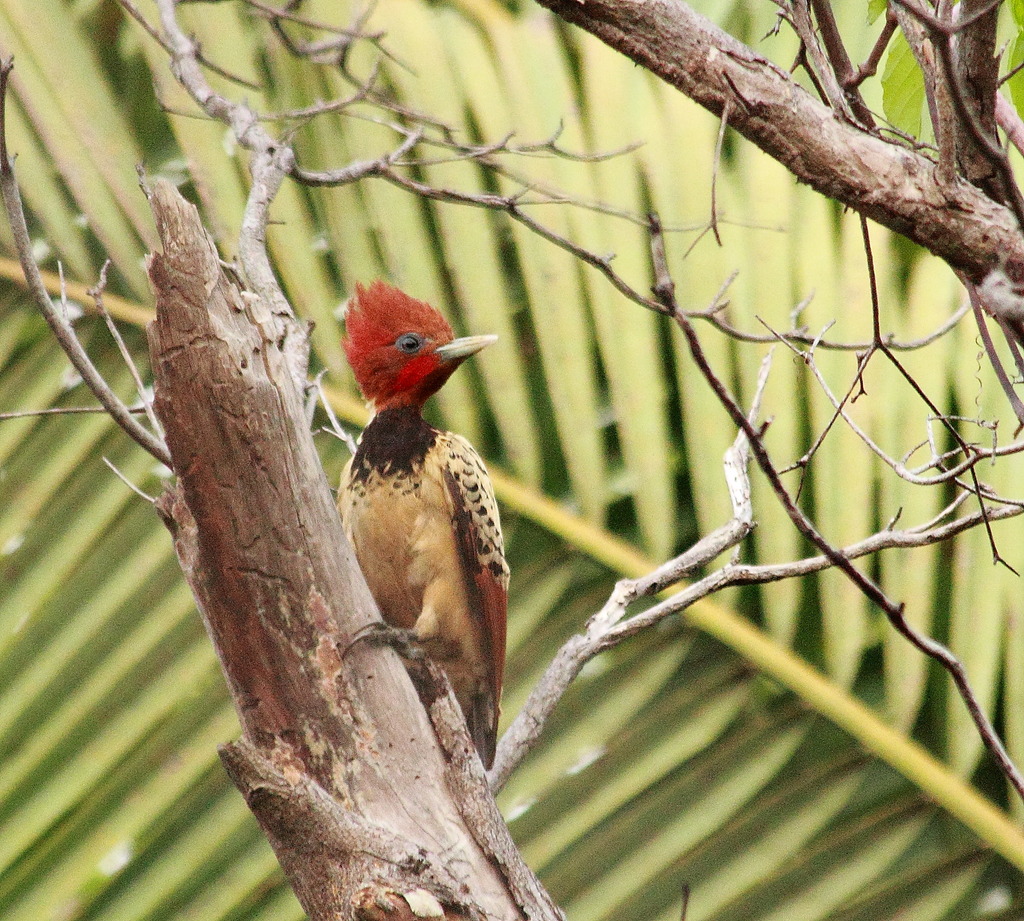 Foto pica-pau-da-taboca (Celeus obrieni) Por Firmino Filho | Wiki Aves ...