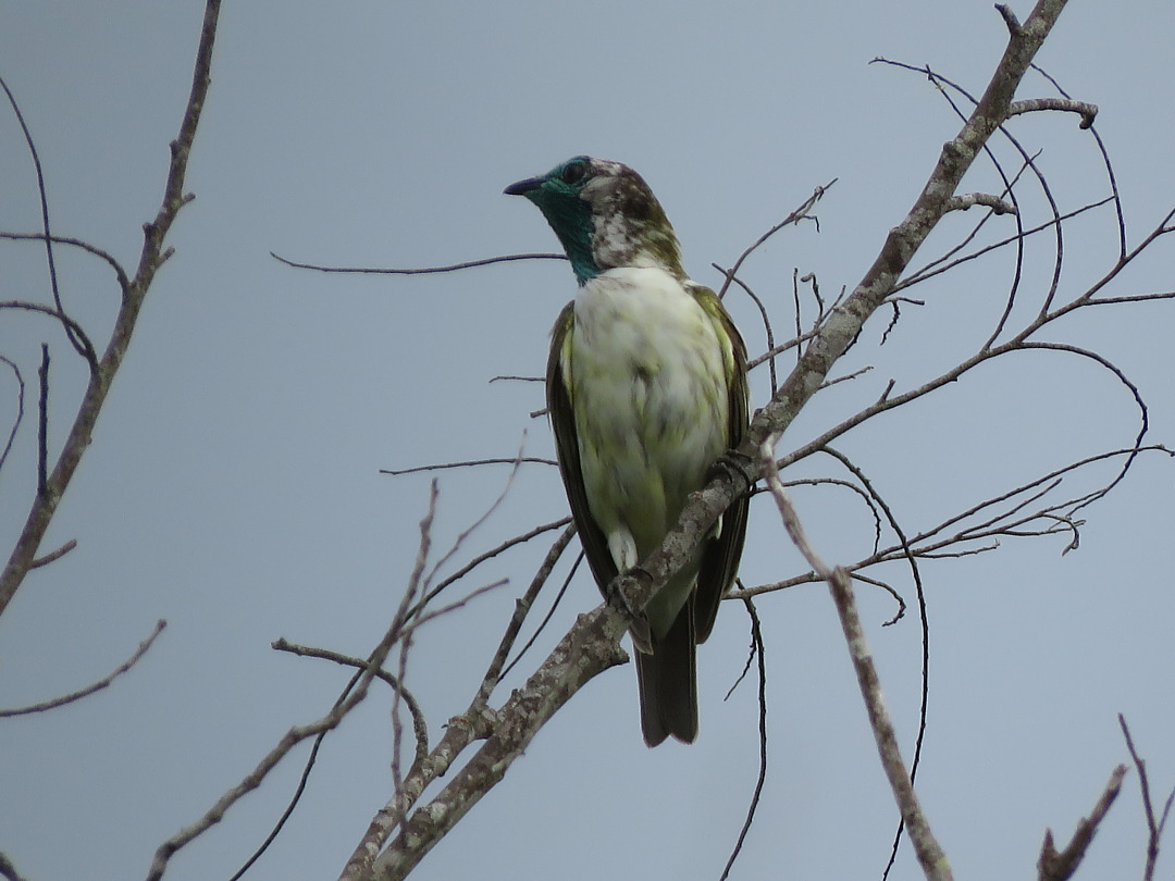 Foto araponga (Procnias nudicollis) Por Flavio Gusmão | Wiki Aves - A ...