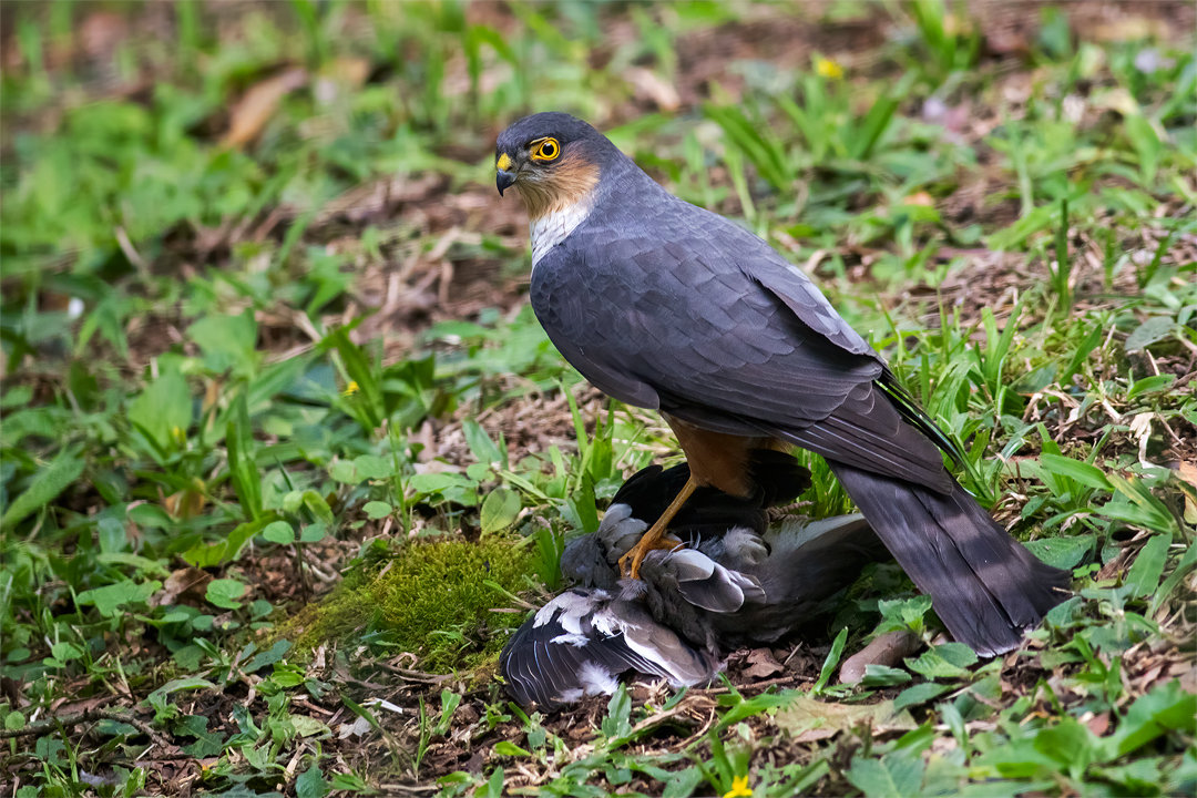Foto tauató-miúdo (Accipiter striatus) Por Filipe Bernardi | Wiki Aves ...
