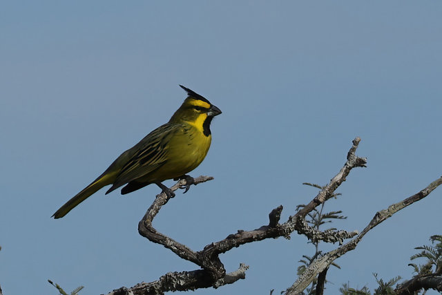 Foto cardeal-amarelo (Gubernatrix cristata) Por Patricia Romanelli ...