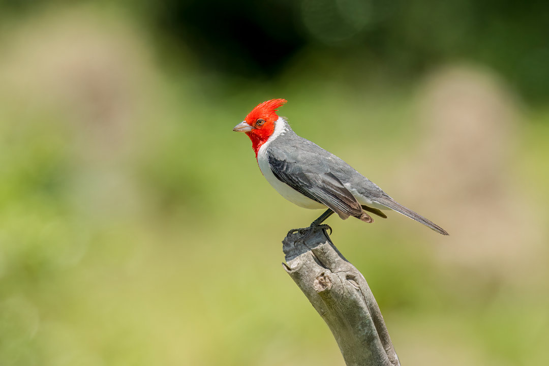 Foto cardeal (Paroaria coronata) Por Marcelo Telles | Wiki Aves - A ...