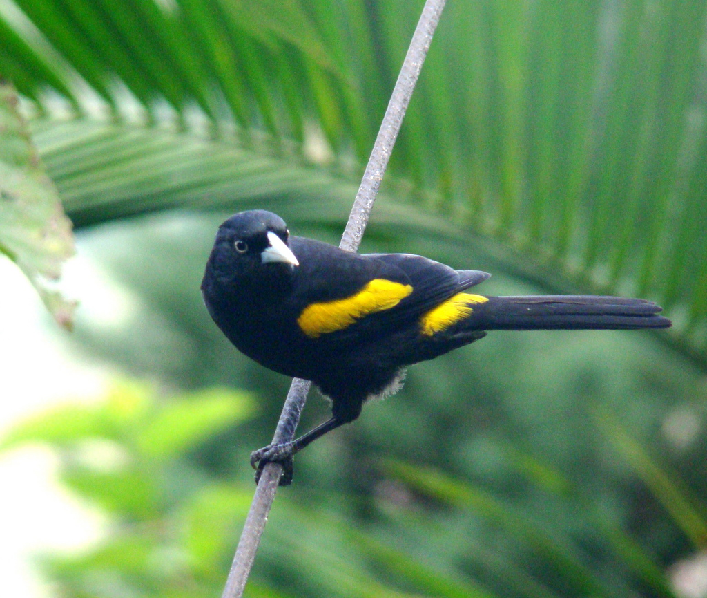 Foto tecelão (Cacicus chrysopterus) Por Constantino Melo | Wiki Aves ...