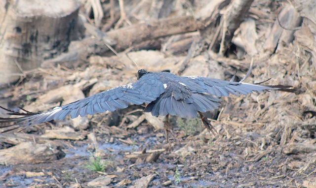Foto anhuma (Anhima cornuta) Por Manoel Delvo Bizerra Dos Santo | Wiki ...