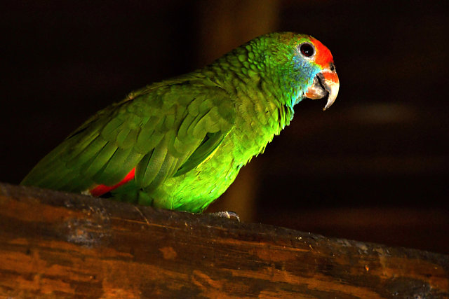 Foto chauá (Amazona rhodocorytha) Por Robert Steinberg | Wiki Aves - A ...