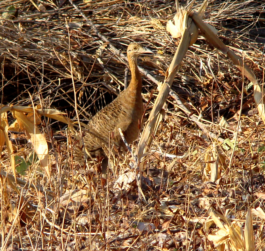 Foto perdiz (Rhynchotus rufescens) Por Hernán Piñón Arias | Wiki Aves ...