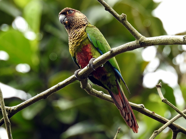 tiriba-de-deville (Pyrrhura lucianii) | WikiAves - A Enciclopédia das ...