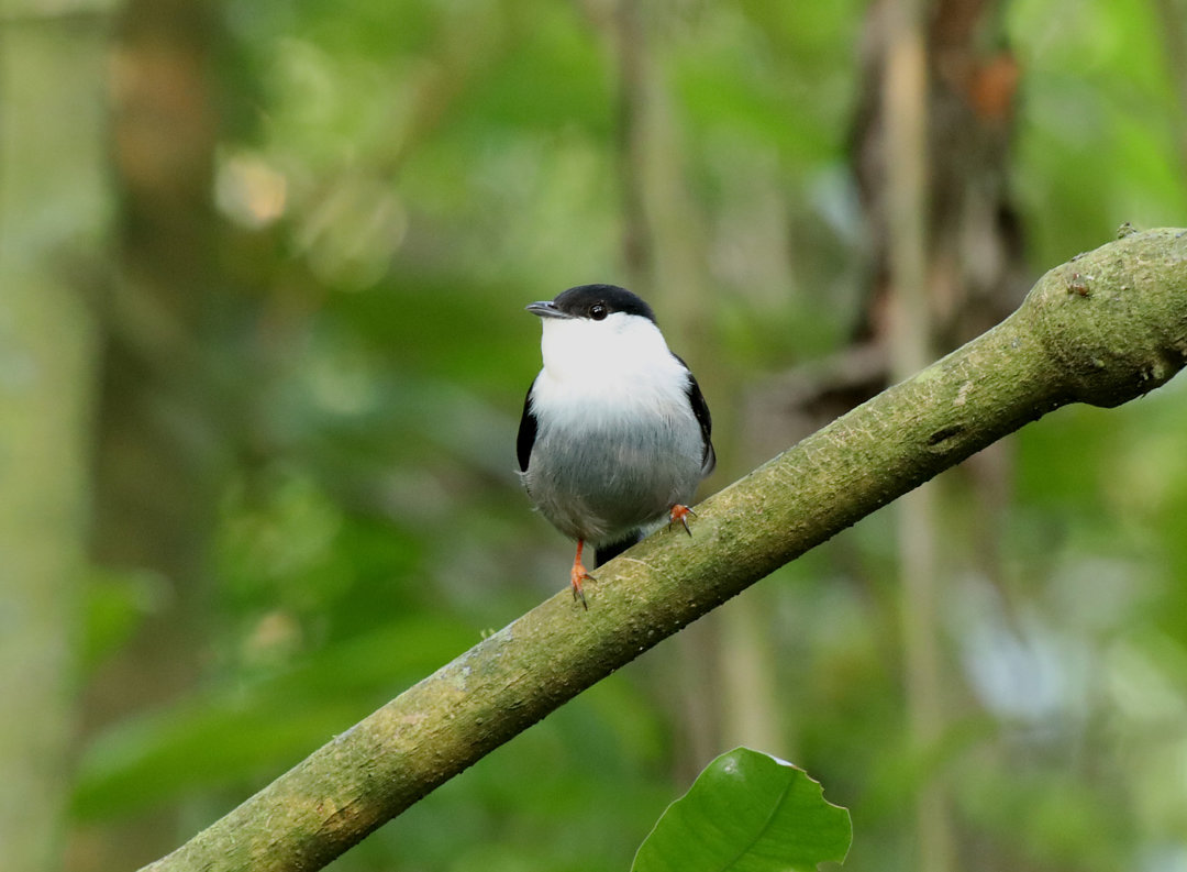 Foto rendeira (Manacus manacus) Por Maíra Alves | Wiki Aves - A ...