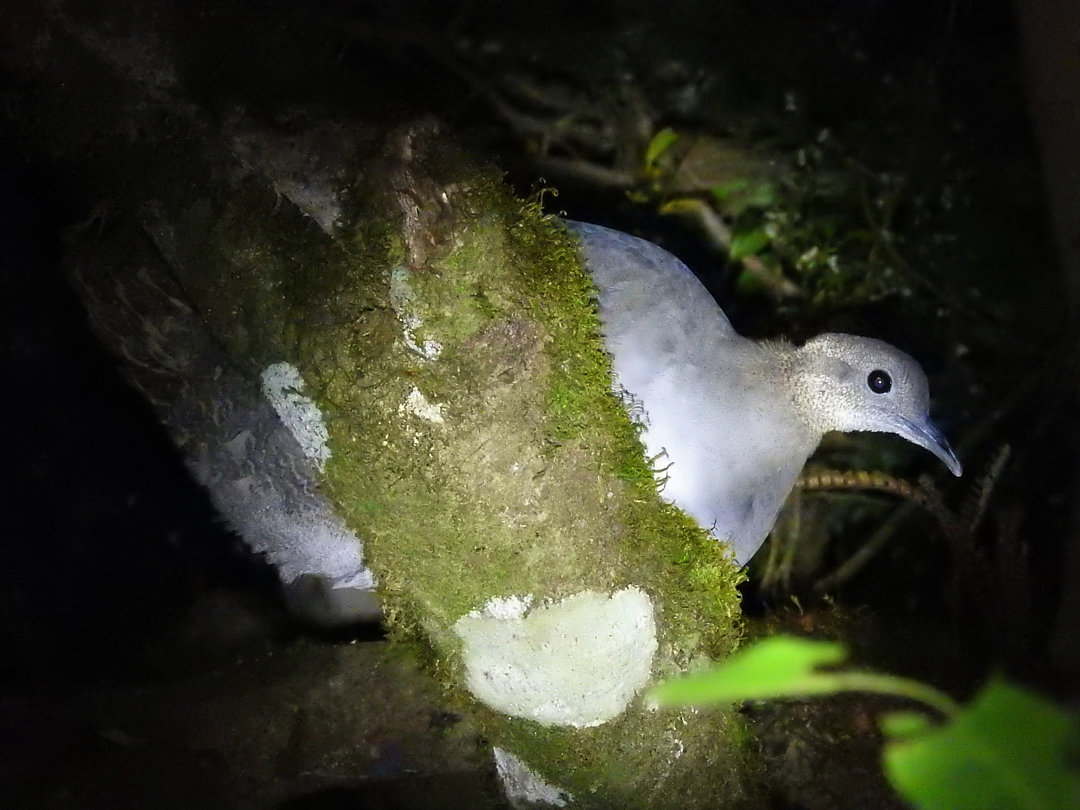 Foto macuco (Tinamus solitarius) Por Jean Michel Gepfrie | Wiki Aves ...