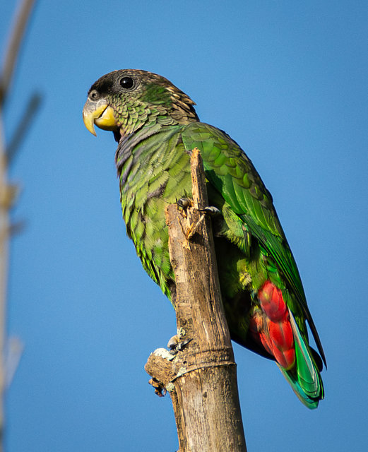 Foto maitaca-verde (Pionus maximiliani) Por Leandro Espino | Wiki Aves ...