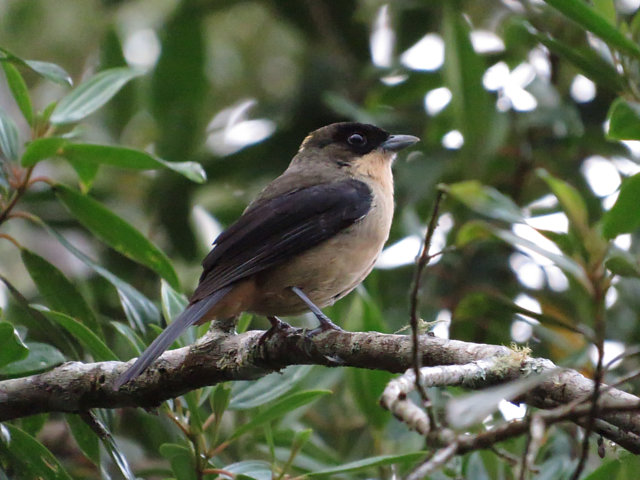 Foto tiê-de-topete (Trichothraupis melanops) Por Vlademir Barbosa ...