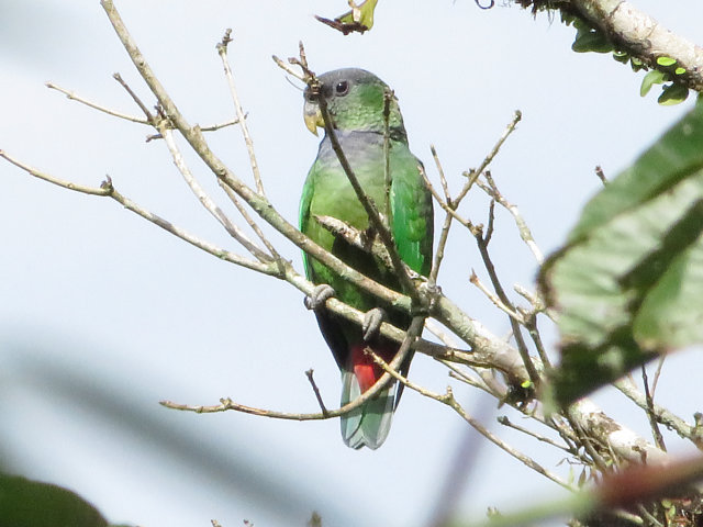 Foto maitaca-verde (Pionus maximiliani) Por Vlademir Barbosa | Wiki ...