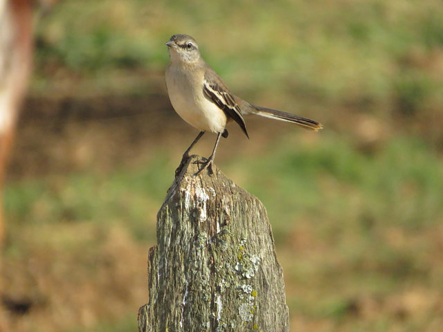 Foto calhandra-de-três-rabos (Mimus triurus) Por Vlademir Barbosa ...