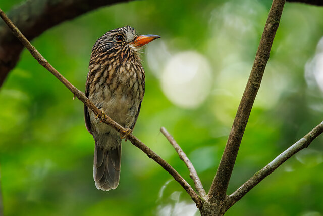Foto barbudo-pardo (Malacoptila fusca) Por Mario Polidoro | Wiki Aves ...