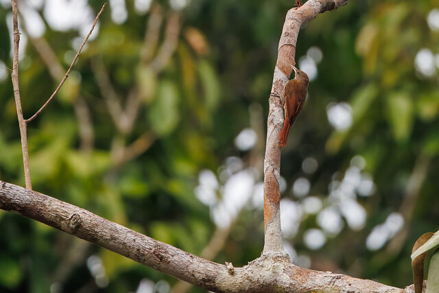 Foto arapaçu-do-duida (Lepidocolaptes duidae) Por Mario Polidoro | Wiki ...