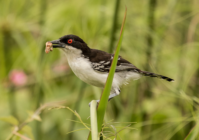 Foto choró-boi (Taraba major) Por Ivaldo S. Silveira | Wiki Aves - A ...