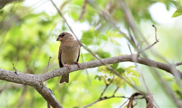 Foto pardal (Passer domesticus) Por Luiz Otavio Roma | Wiki Aves - A ...
