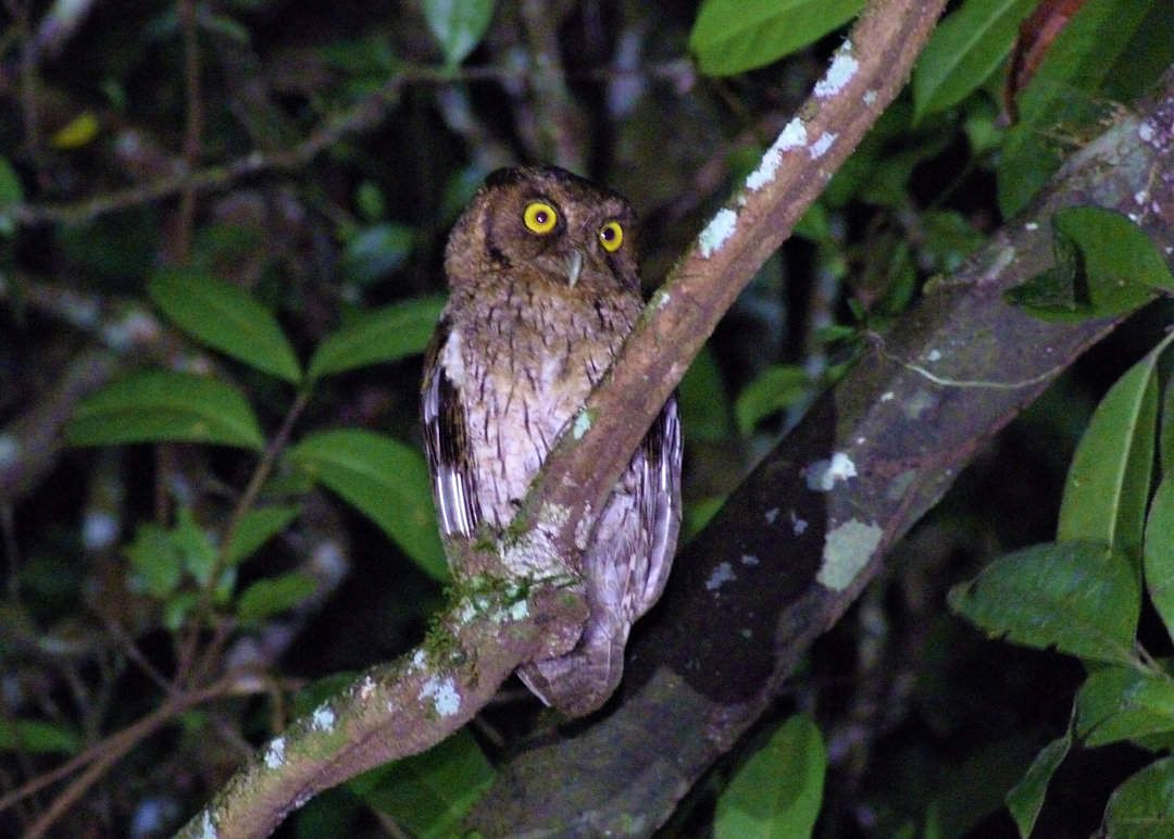 Foto corujinha-de-alagoas (Megascops alagoensis) Por Carlos Gussoni ...